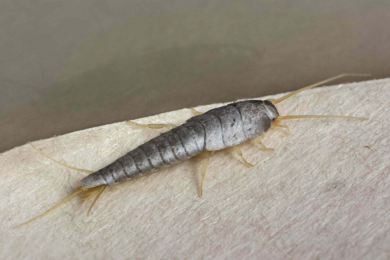 Silverfish Symbolism - Spirit Animal Totems