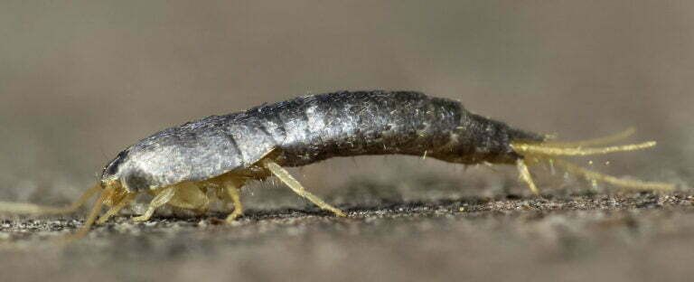 Silverfish Symbolism - Spirit Animal Totems