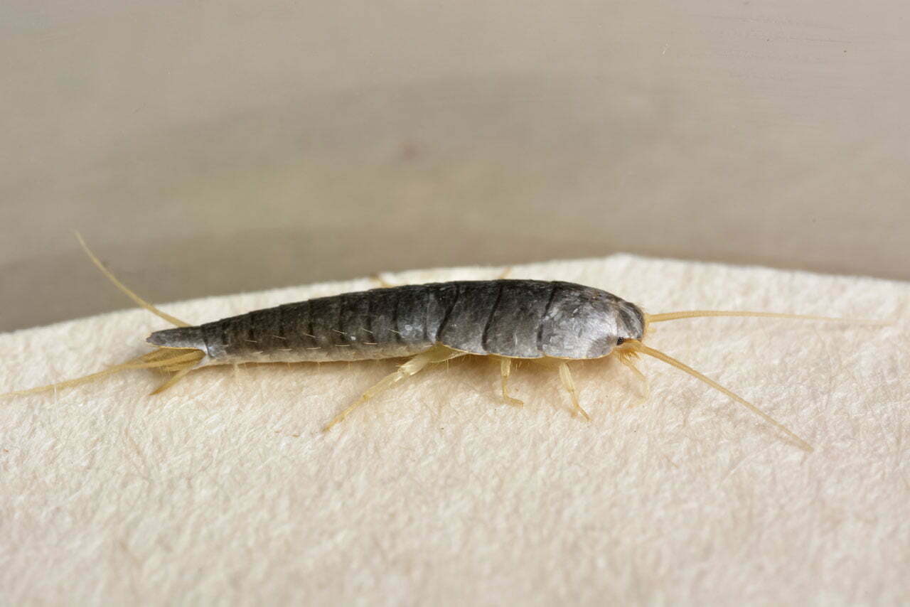 Silverfish Symbolism - Spirit Animal Totems