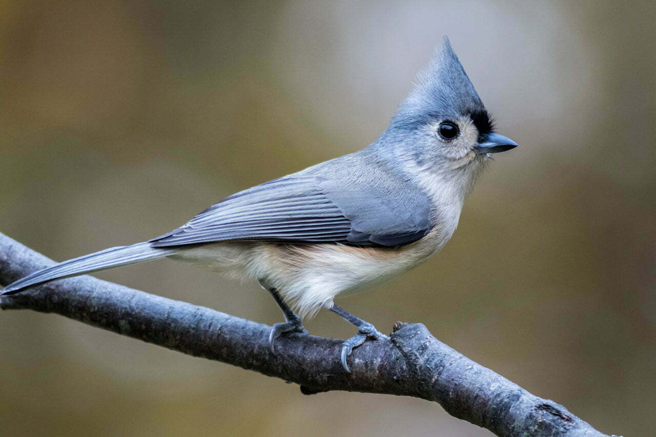 Tufted Titmouse Symbolism - Spirit Animal Totems