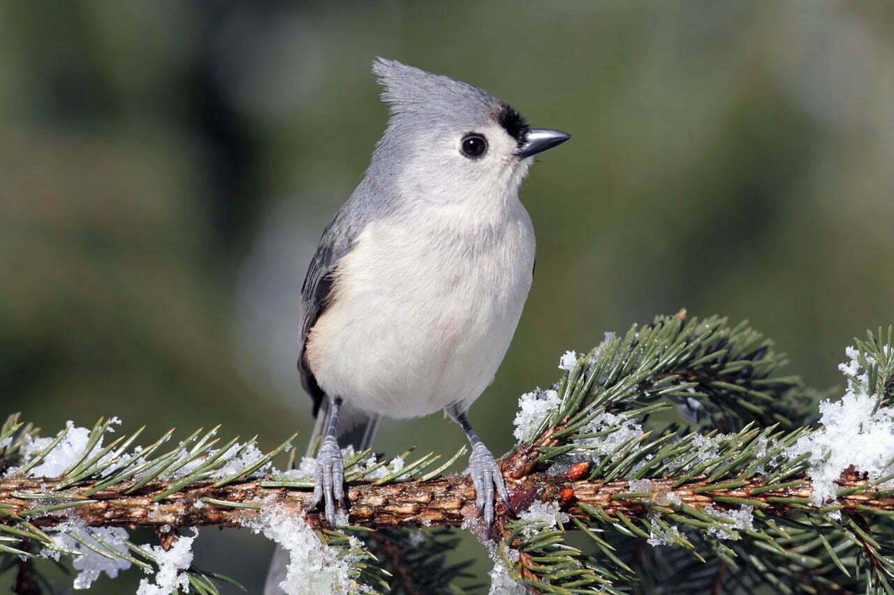 Tufted Titmouse Symbolism - Spirit Animal Totems
