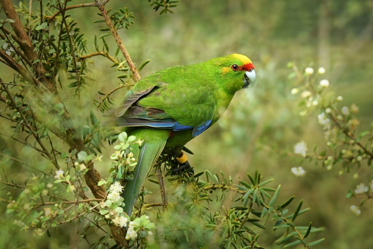 Parakeet Symbolism - Spirit Animal Totems