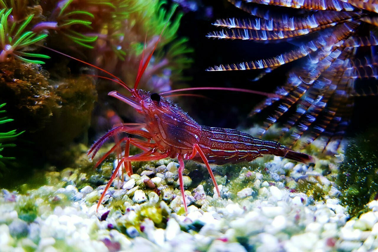 Shrimp Symbolism - Spirit Animal Totems