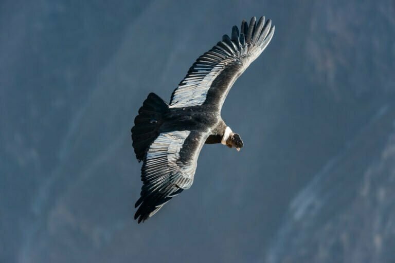Condor Symbolism - Spirit Animal Totems