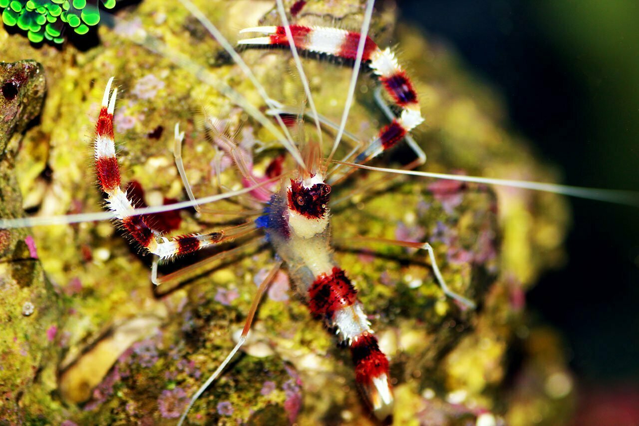 Shrimp Symbolism - Spirit Animal Totems