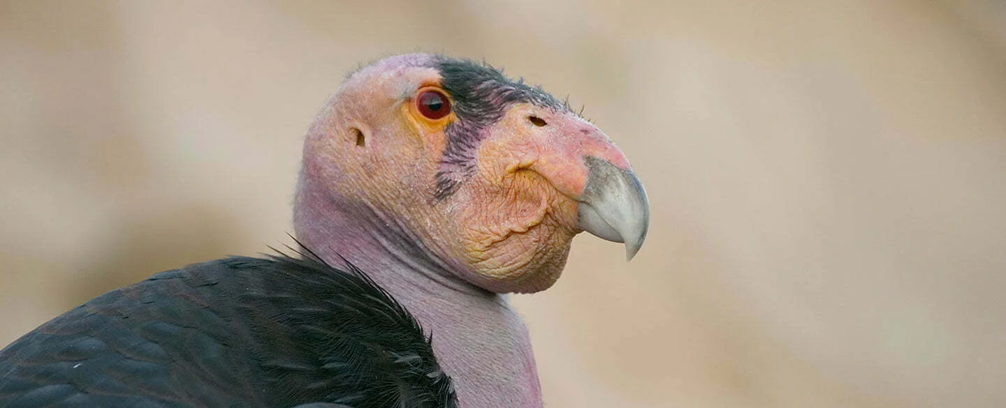 Condor Meaning