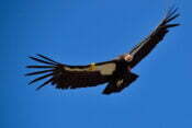 Condor Symbolism - Spirit Animal Totems