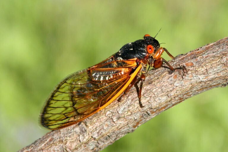 Cicada Symbolism - Spirit Animal Totems