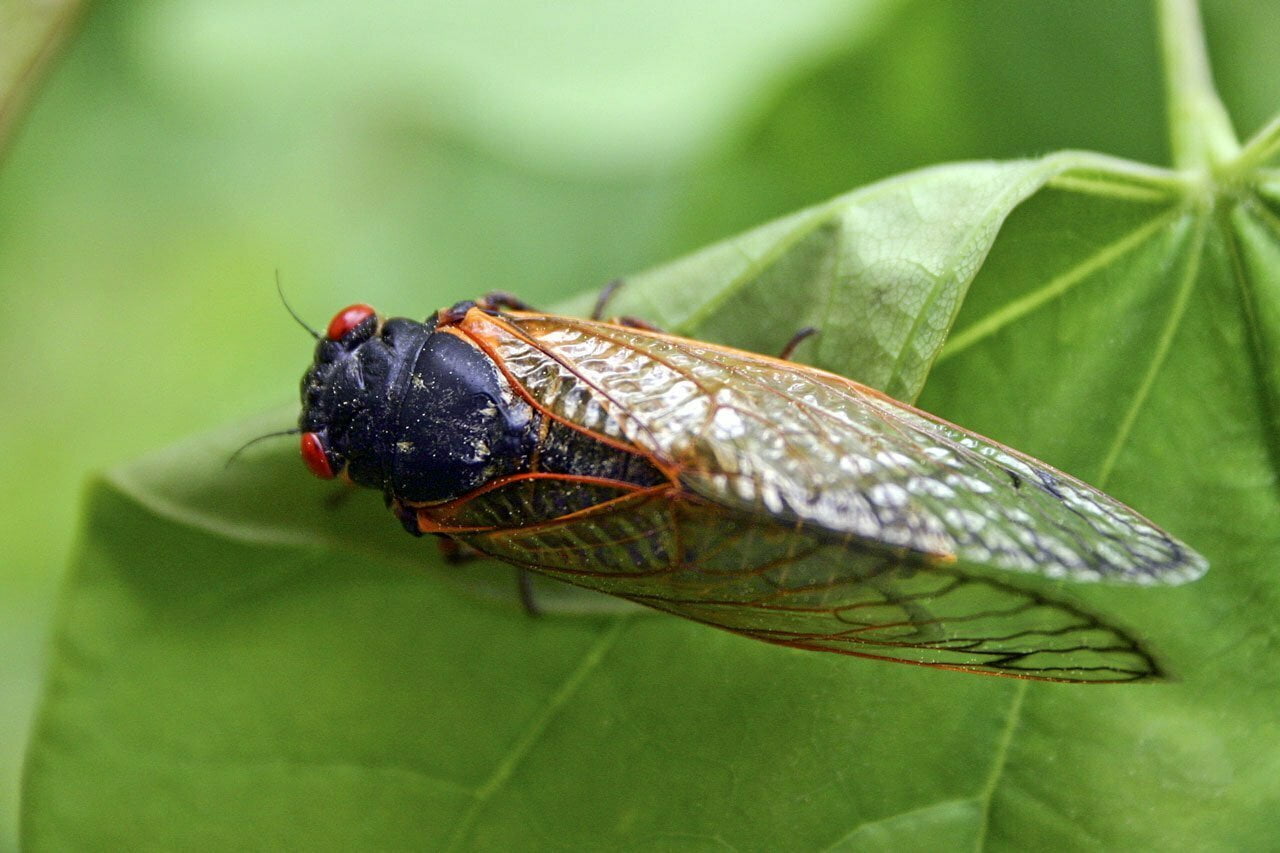 Cicada Symbolism - Spirit Animal Totems