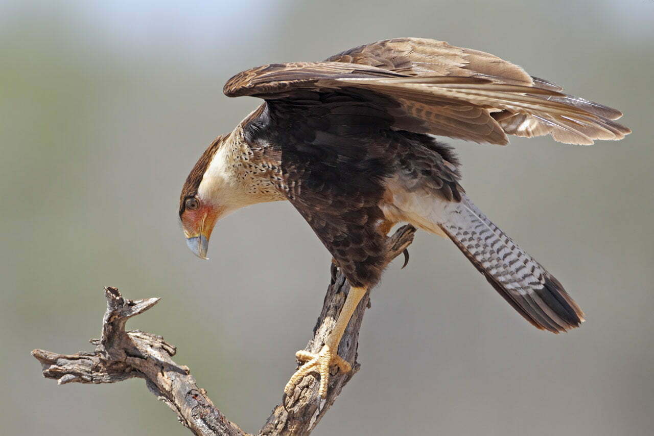 Caracara Symbolism - Spirit Animal Totems