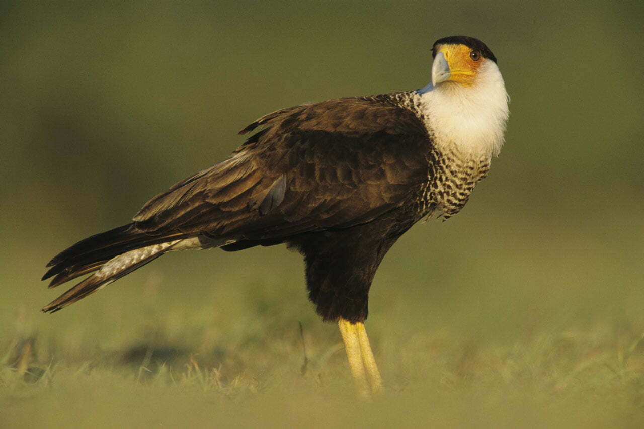 Caracara Symbolism - Spirit Animal Totems