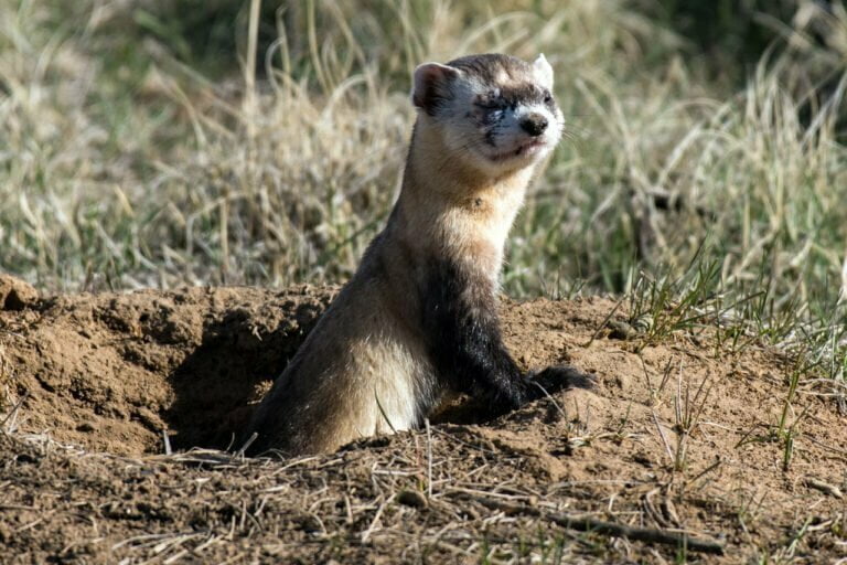 Ferret Symbolism - Spirit Animal Totems