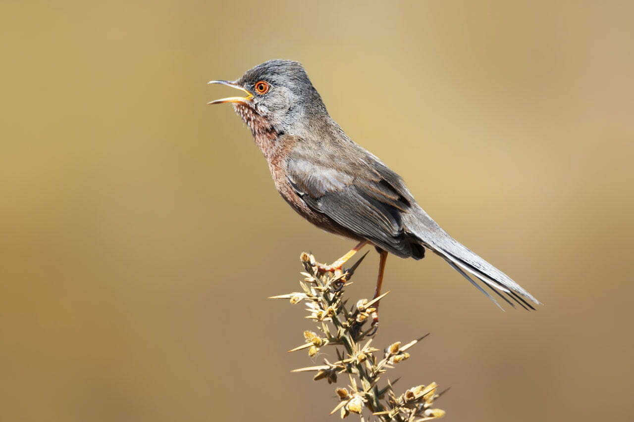 Warbler Symbolism Dreams Messages Spirit Animal Totems warbler-symbolism-dreams-messages-spirit-animal-totems