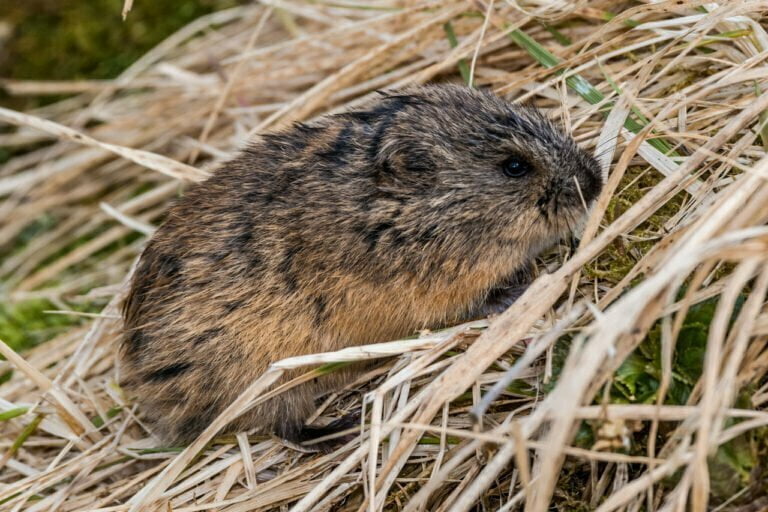 Lemming Symbolism - Spirit Animal Totems