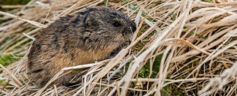 Lemming Symbolism - Spirit Animal Totems