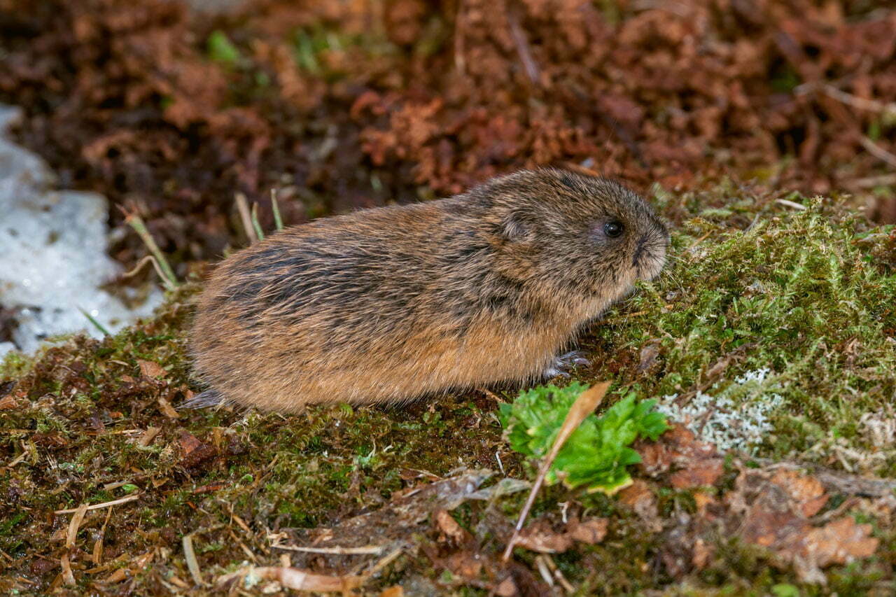 Lemming Symbolism - Spirit Animal Totems