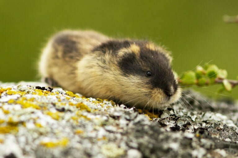 Lemming Symbolism - Spirit Animal Totems