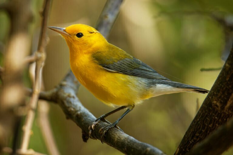Warbler Symbolism Symbolism, Dreams, Messages - Spirit Animal Totems