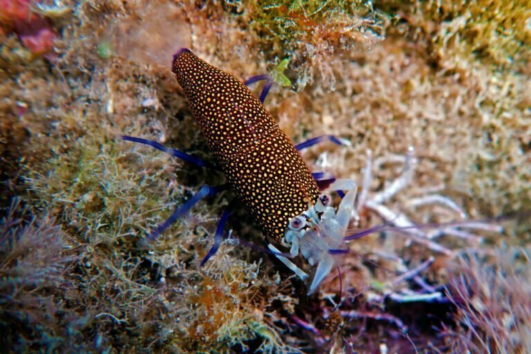 Shrimp Symbolism - Spirit Animal Totems