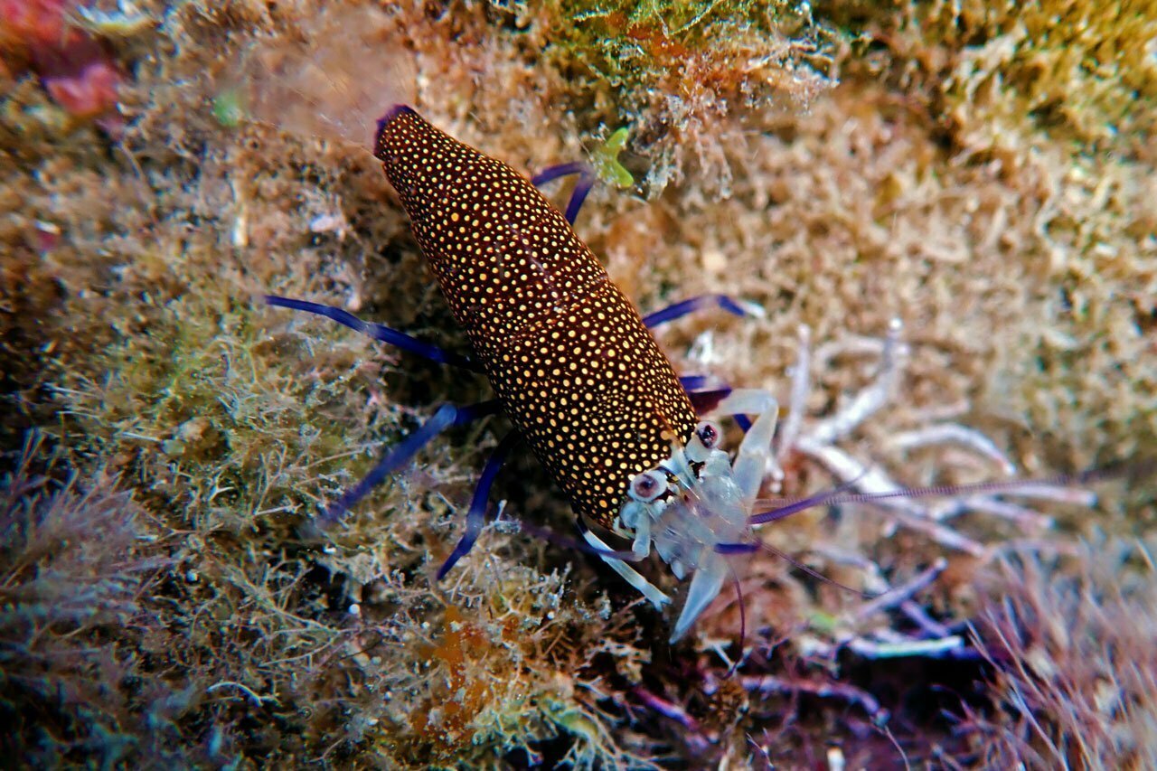 Shrimp Symbolism - Spirit Animal Totems