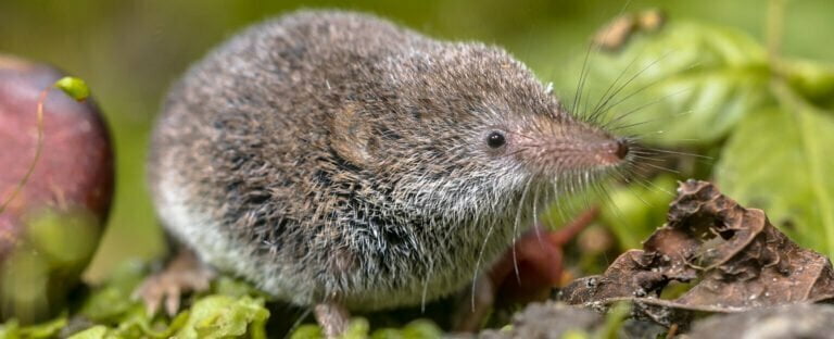 Shrew Symbolism - Spirit Animal Totems