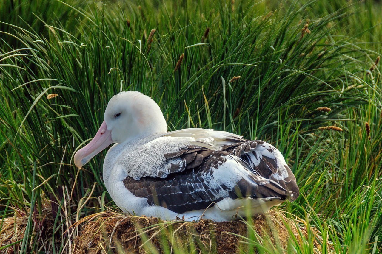 Albatross Symbolism - Spirit Animal Totems