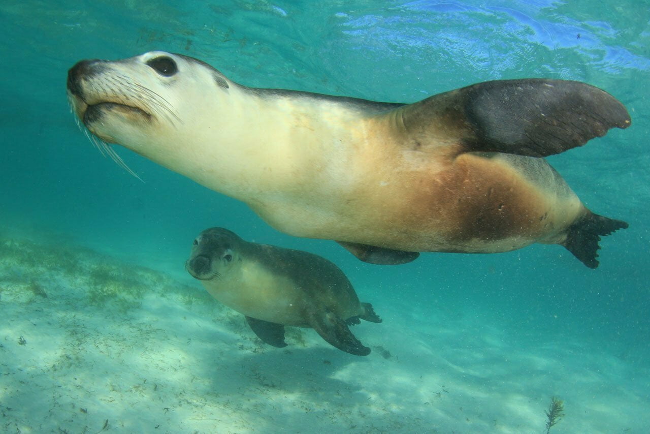 Sea Lion Symbolism - Spirit Animal Totems