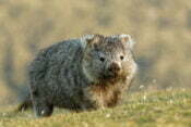 Wombat Symbolism - Spirit Animal Totems