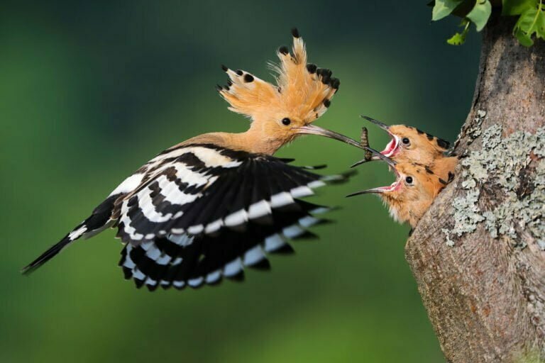 Hoopoe Symbolism - Spirit Animal Totems