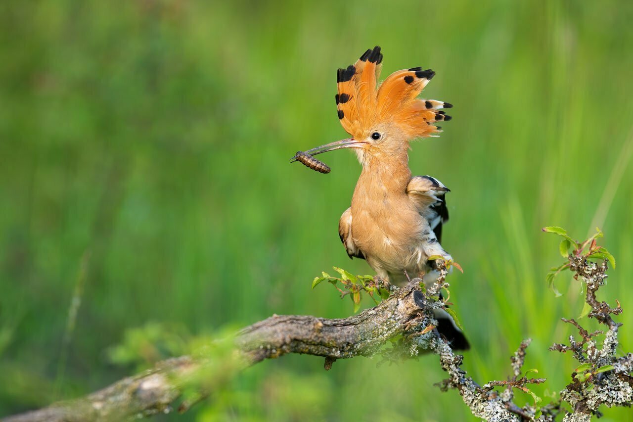 Hoopoe Symbolism - Spirit Animal Totems