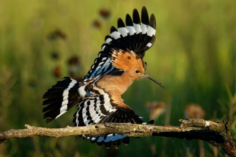 Hoopoe Symbolism - Spirit Animal Totems