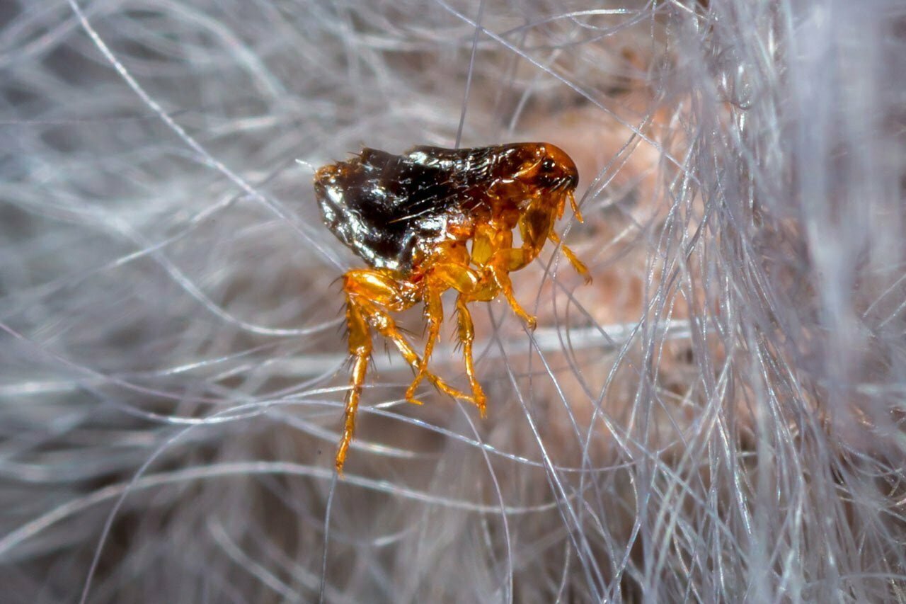 Flea Symbolism - Spirit Animal Totems