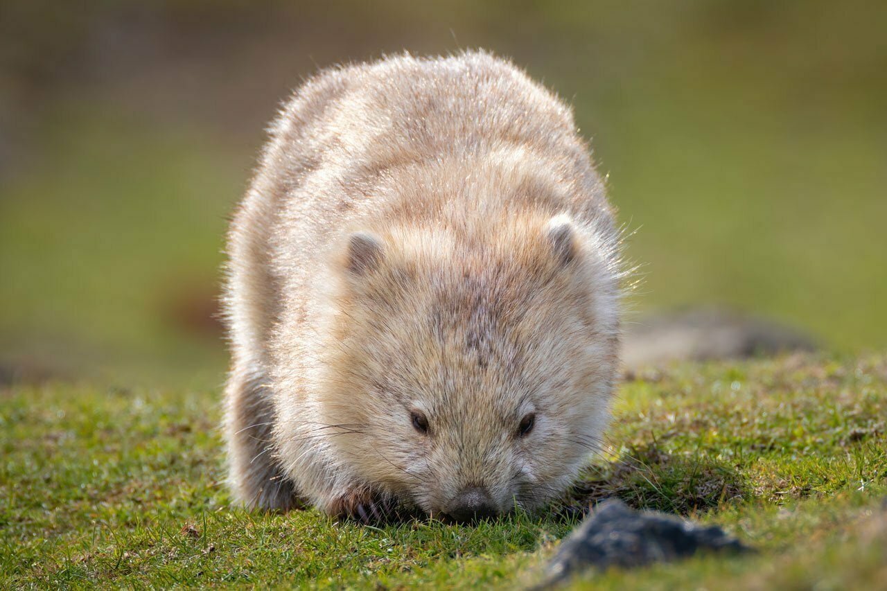 Wombat Symbolism - Spirit Animal Totems