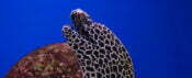 Moray Eel Symbolism - Spirit Animal Totems