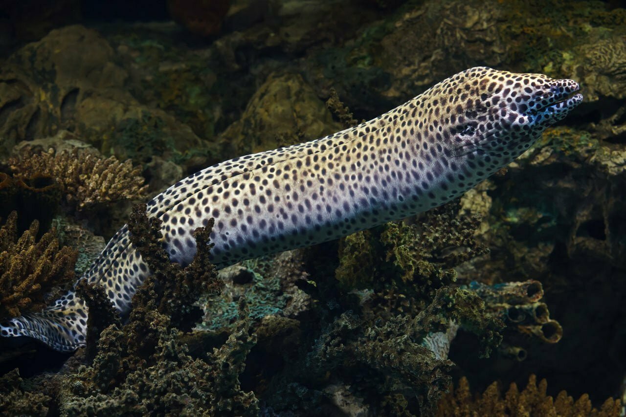 Moray Eel Symbolism - Spirit Animal Totems
