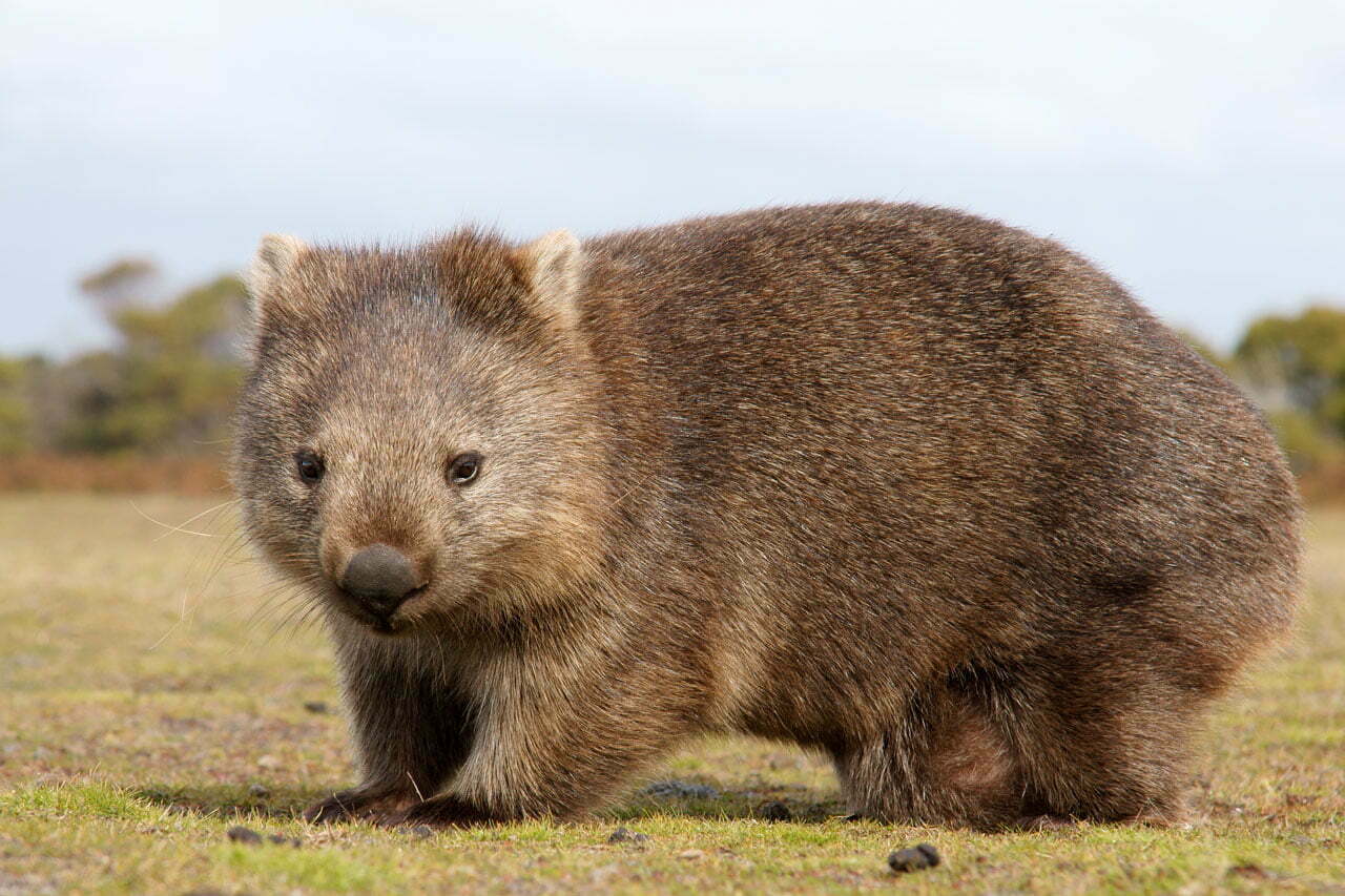 Wombat Symbolism - Spirit Animal Totems