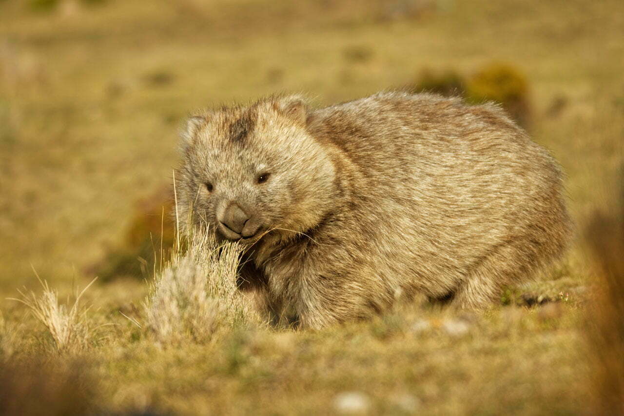 Wombat Symbolism - Spirit Animal Totems