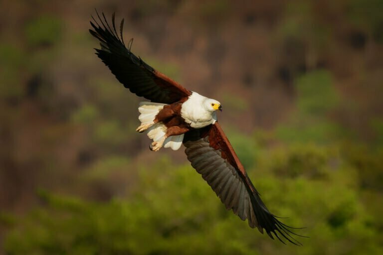 Fish Eagle Symbolism Symbolism, Dreams, & Messages - Spirit Animal Totems