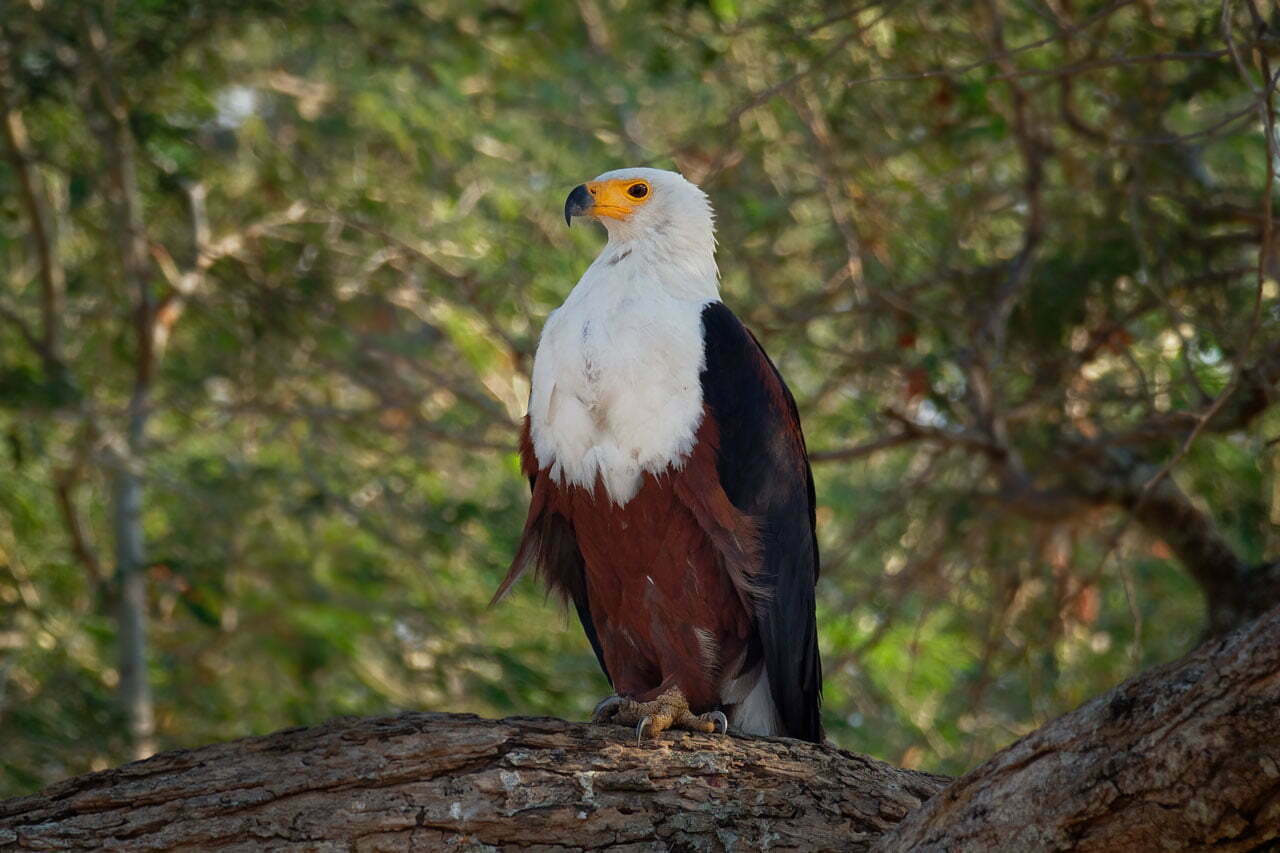 Fish Eagle Symbolism Symbolism, Dreams, & Messages - Spirit Animal Totems