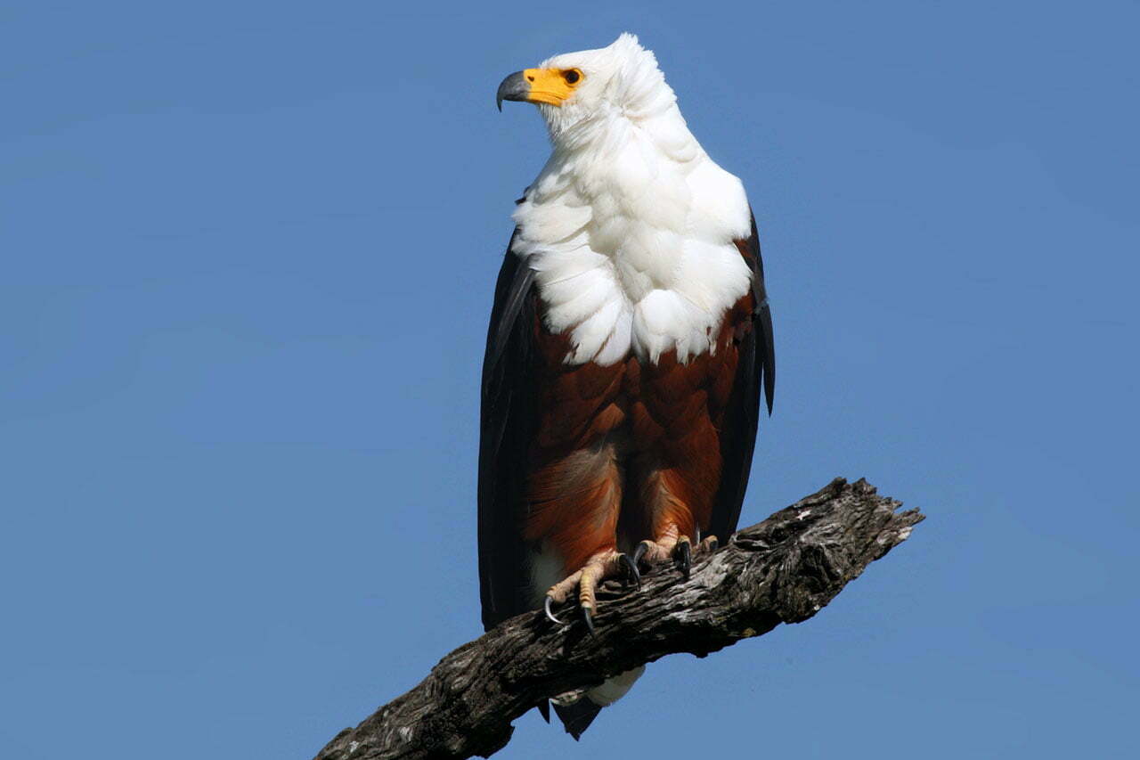 Fish Eagle Symbolism Symbolism, Dreams, & Messages - Spirit Animal Totems