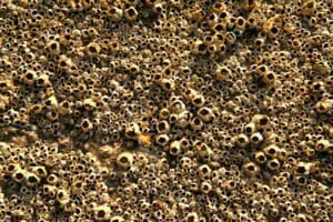 Barnacle Symbolism - Spirit Animal Totems