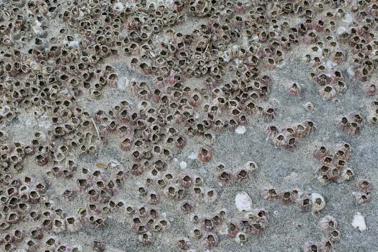 Barnacle Symbolism - Spirit Animal Totems