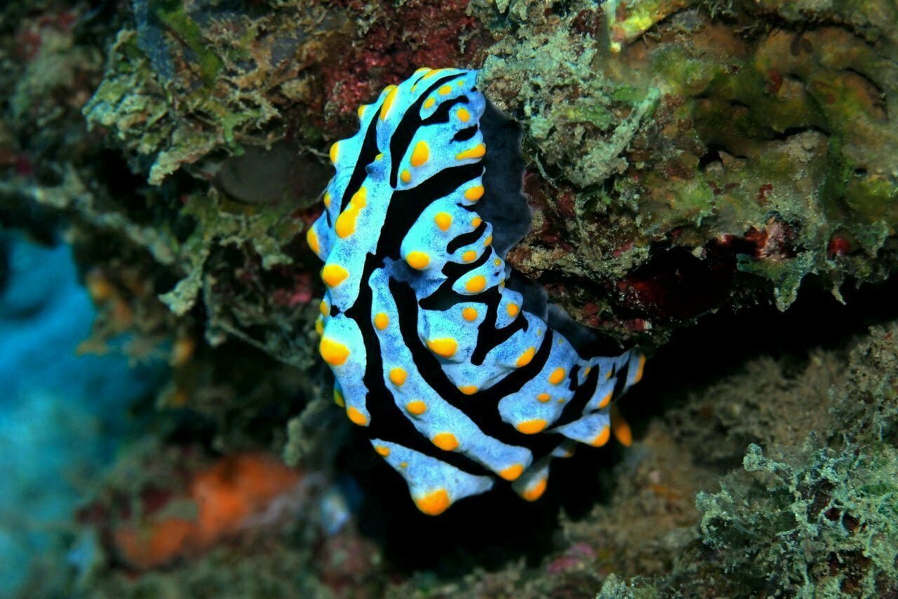 Sea Slug Symbolism - Spirit Animal Totems