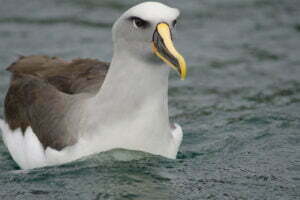 Albatross Symbolism - Spirit Animal Totems