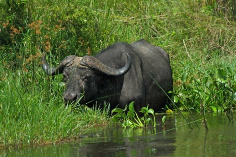 Water Buffalo Symbolism - Spirit Animal Totems