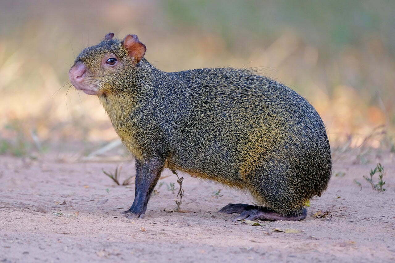 Agouti Symbolism - Spirit Animal Totems