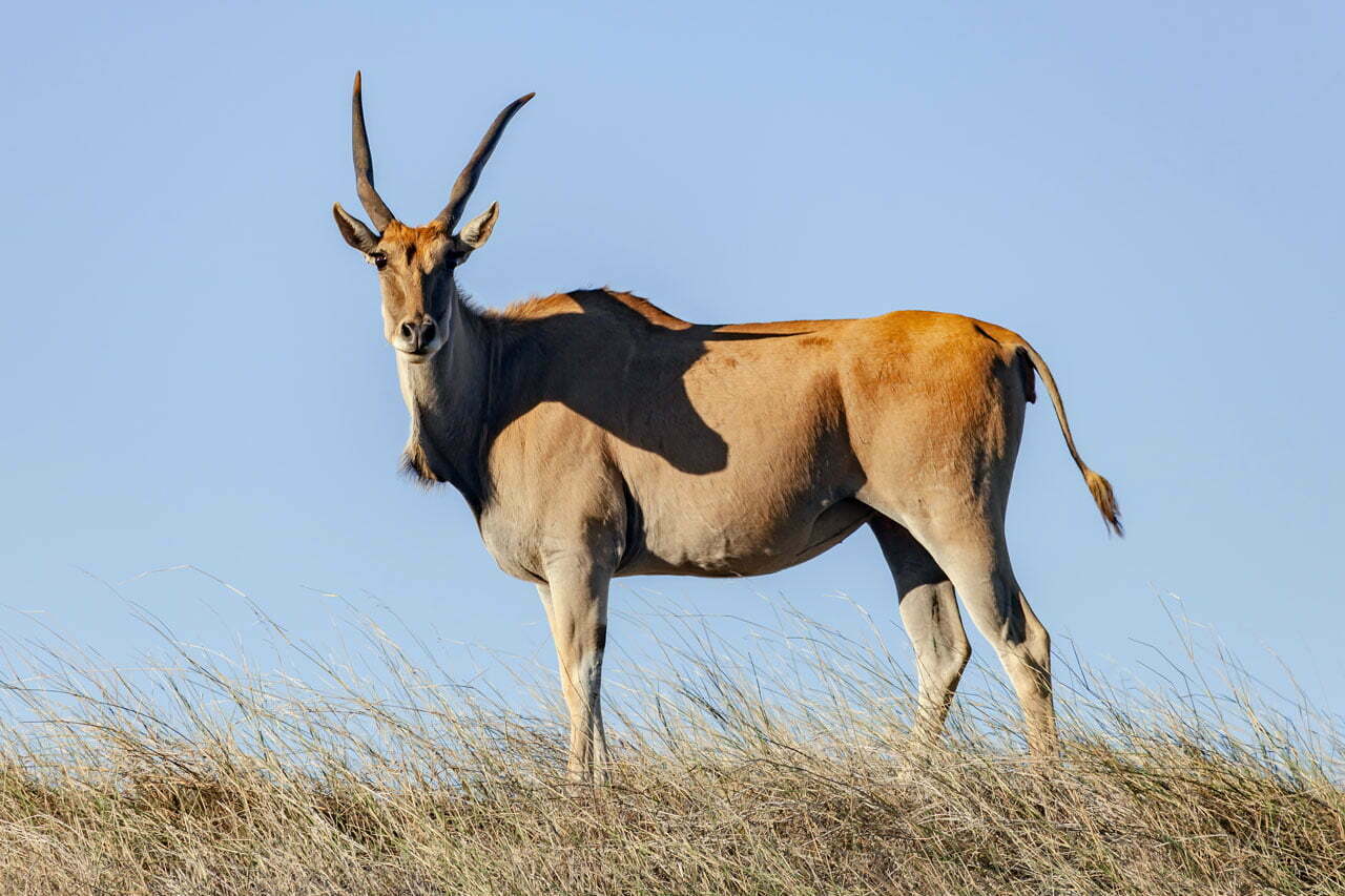 Eland Symbolism - Spirit Animal Totems