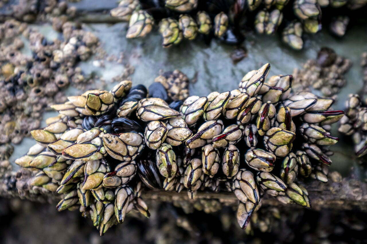 Barnacle Symbolism - Spirit Animal Totems