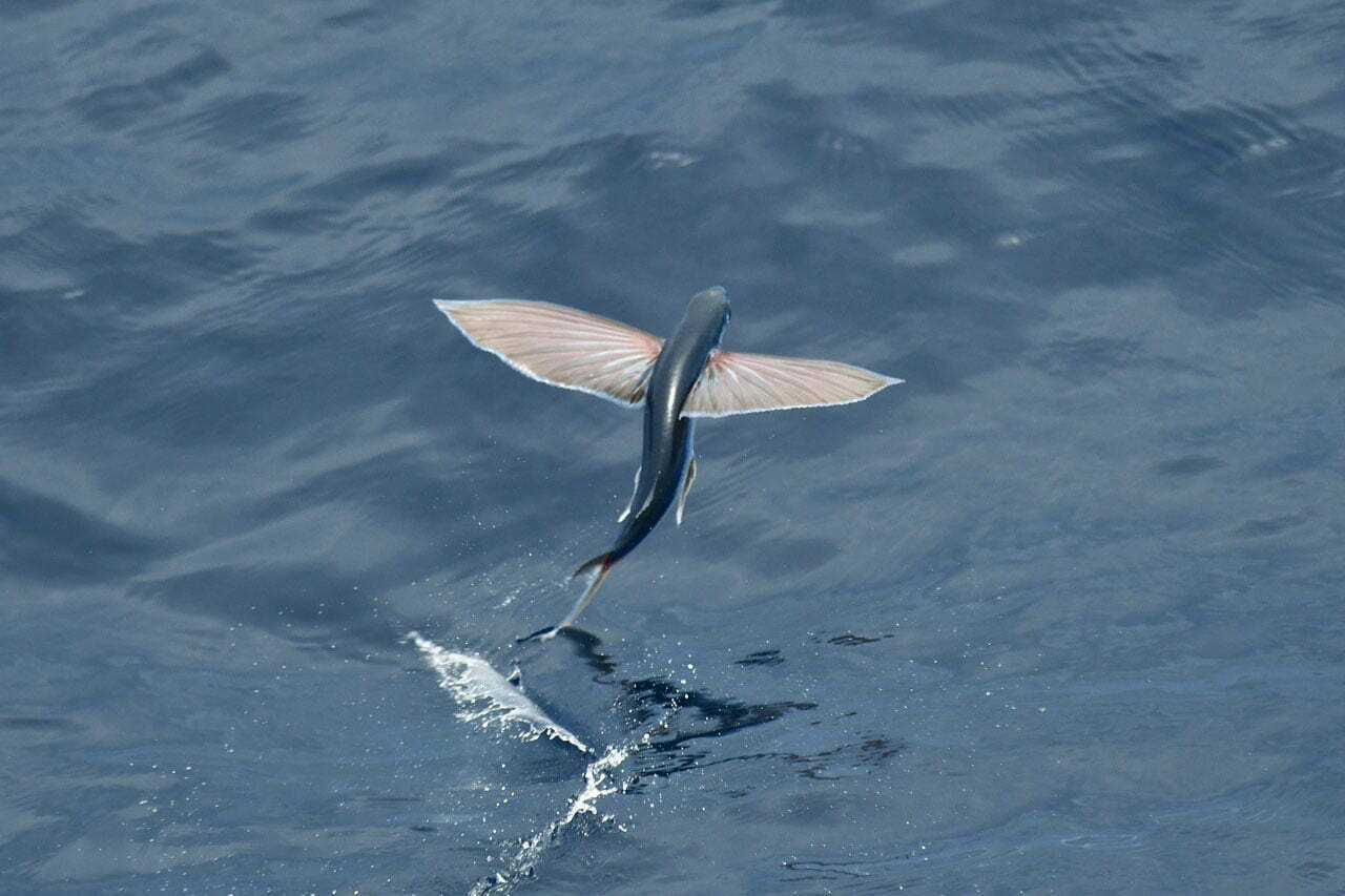 Flying Fish Symbolism - Spirit Animal Totems