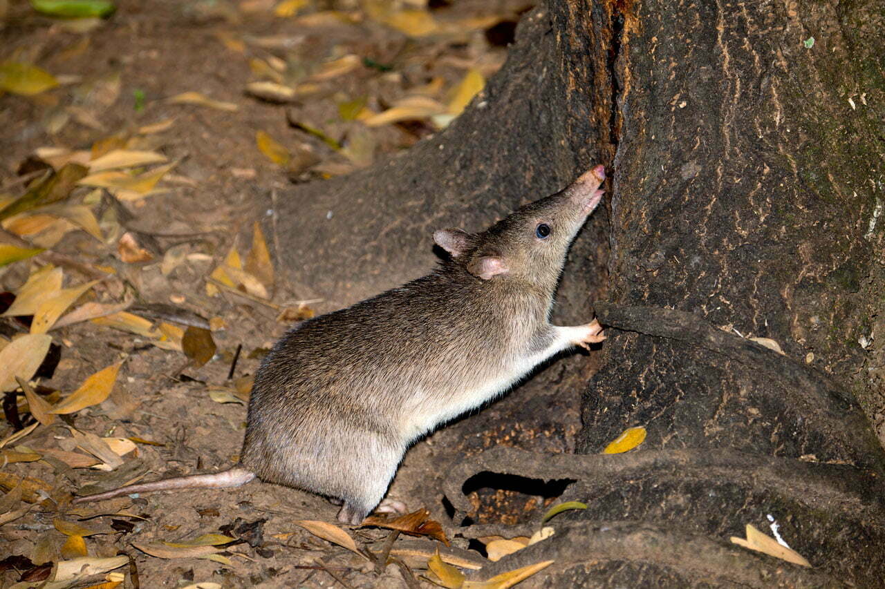 Bandicoot Symbolism - Spirit Animal Totems
